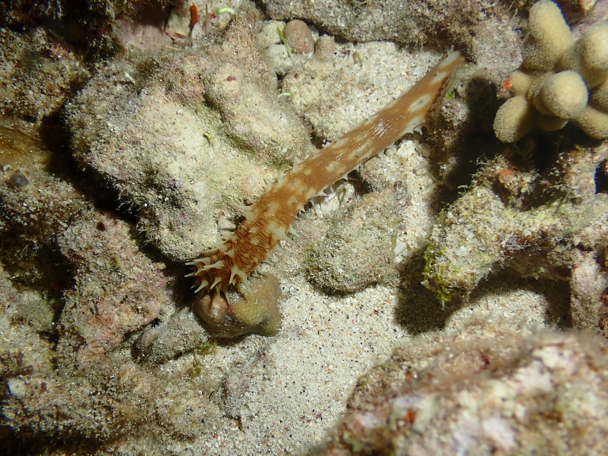 Holothuria hilla Lesson, 1830