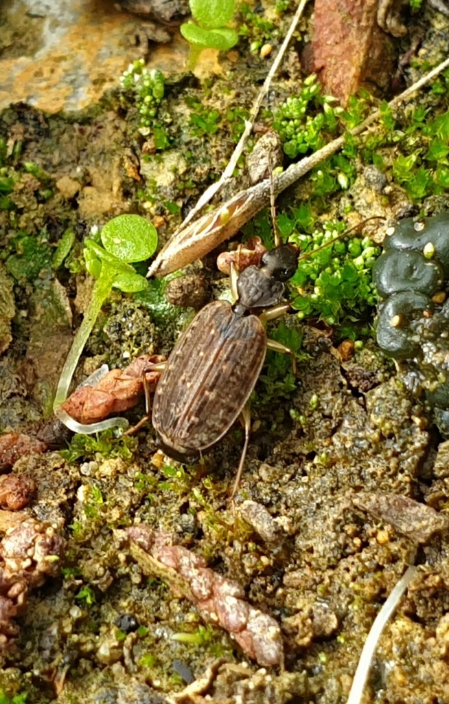 Pericalina in April 2023 by David Spencer Muirhead. Running quickly on ...