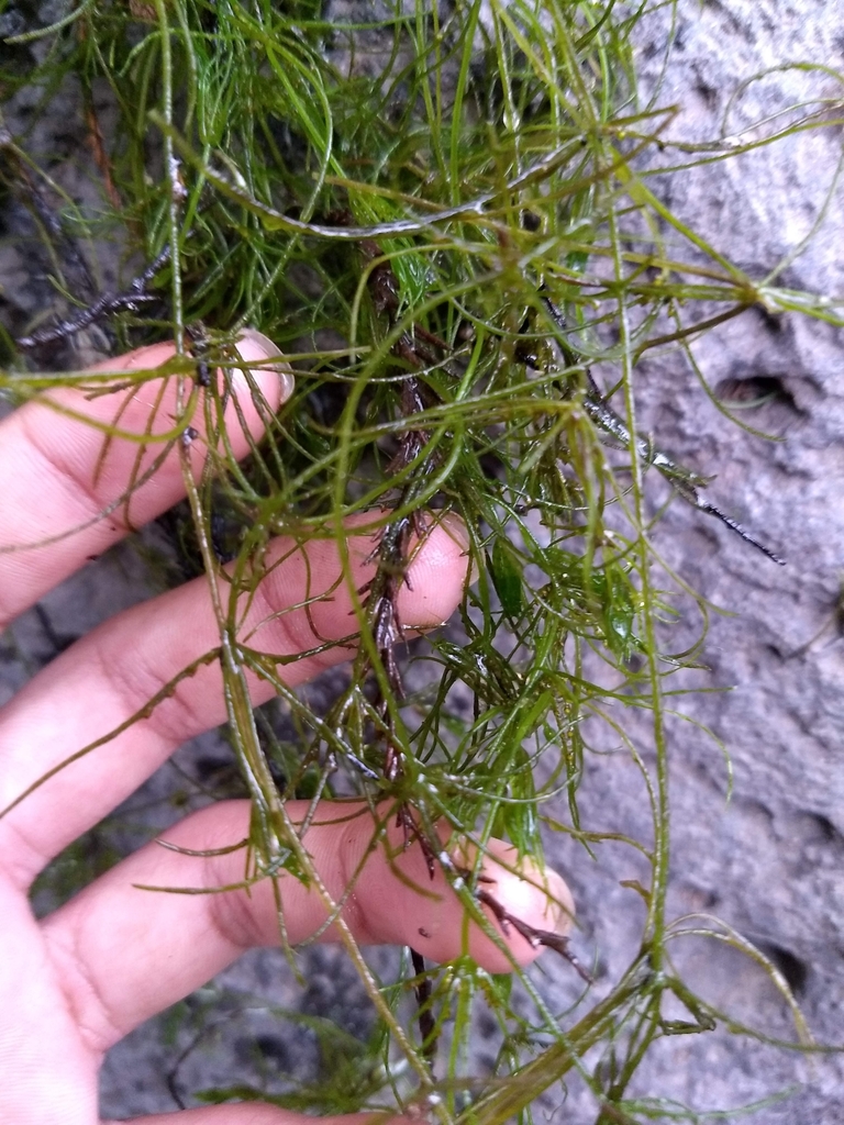 muskgrass from 85715 Son., México on May 2, 2019 at 05:56 PM by ...