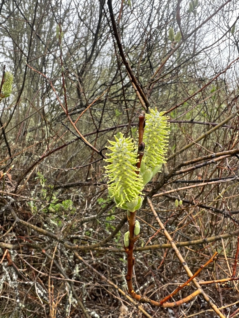 Willows from Benton County, OR, USA on April 09, 2023 at 12:04 PM by ...