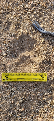 Mountain Lion Tracks – NatureTracking