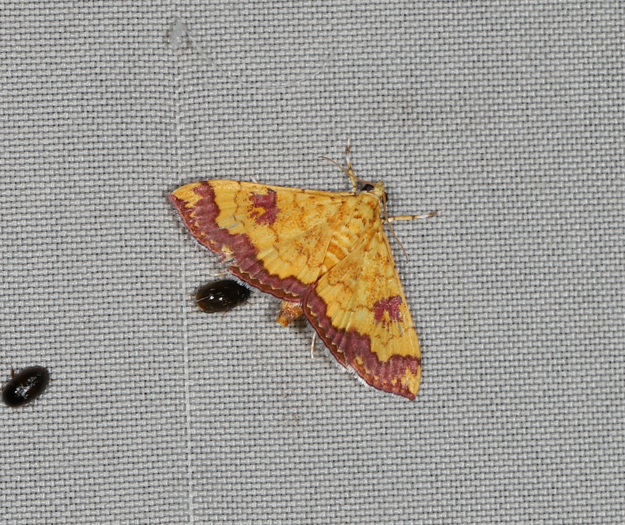 Isocentris filalis Guenée, 1854