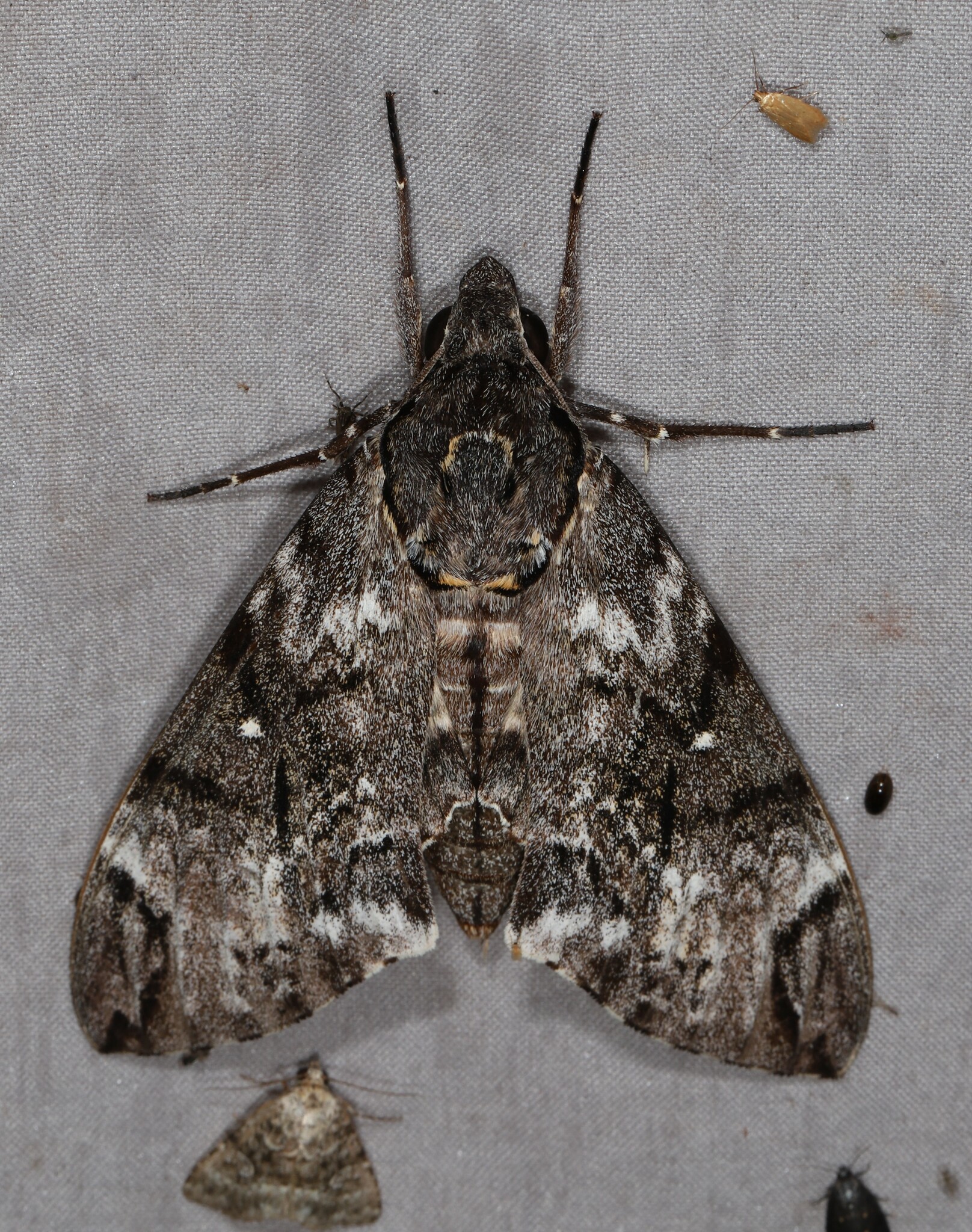 Psilogramma menephron Cramer, 1780