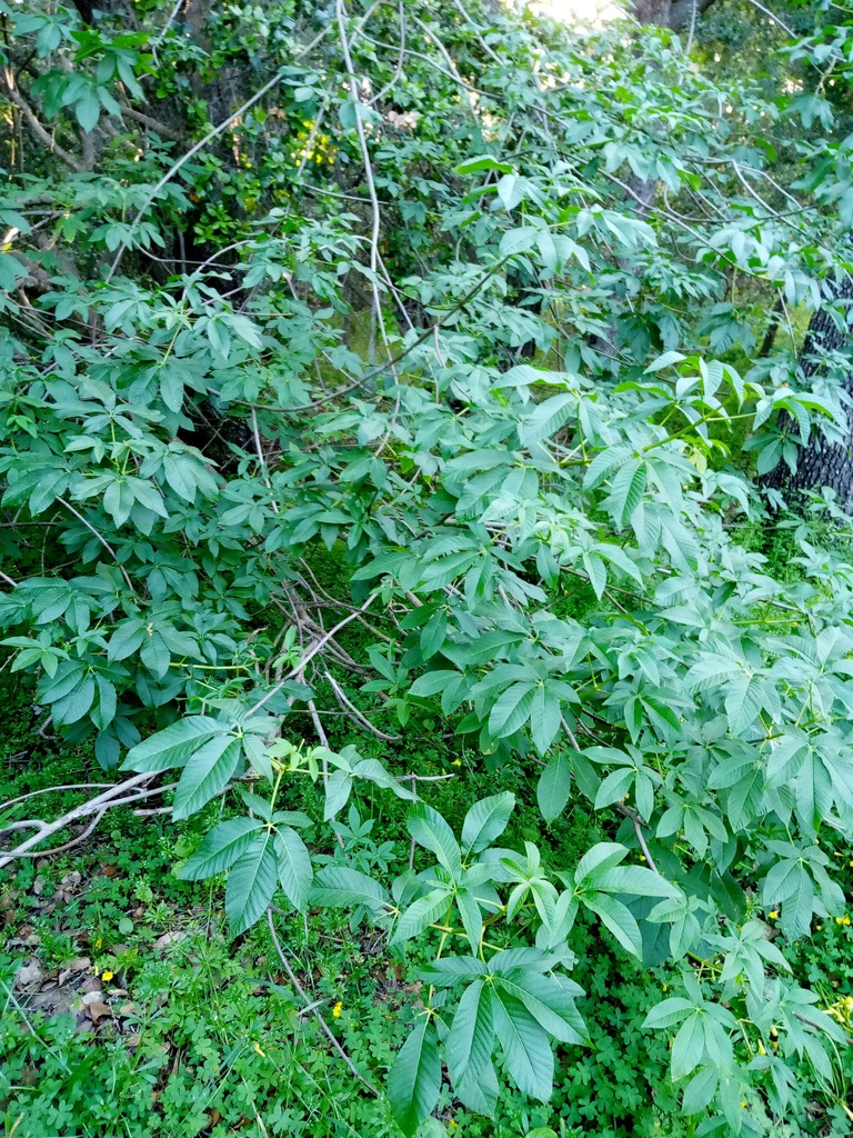 California buckeye from Stanford, CA 94305, USA on April 12, 2023 at 06 ...