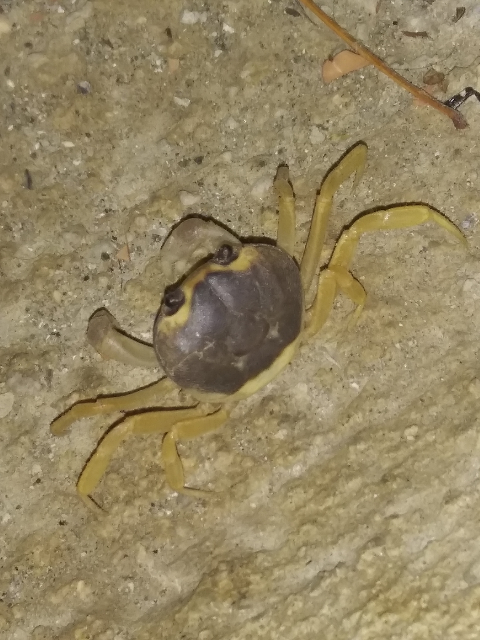 Gecarcinus quadratus de Saussure, 1853