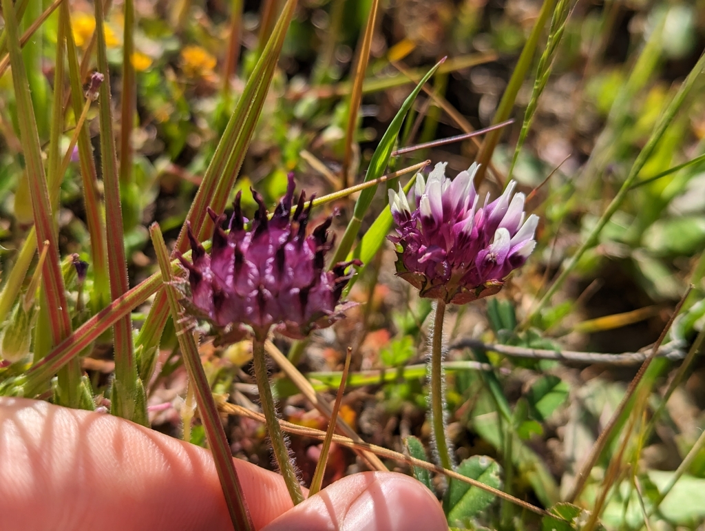 Gray's clover from Scotts Valley, CA, USA on April 12, 2023 at 10:14 AM ...