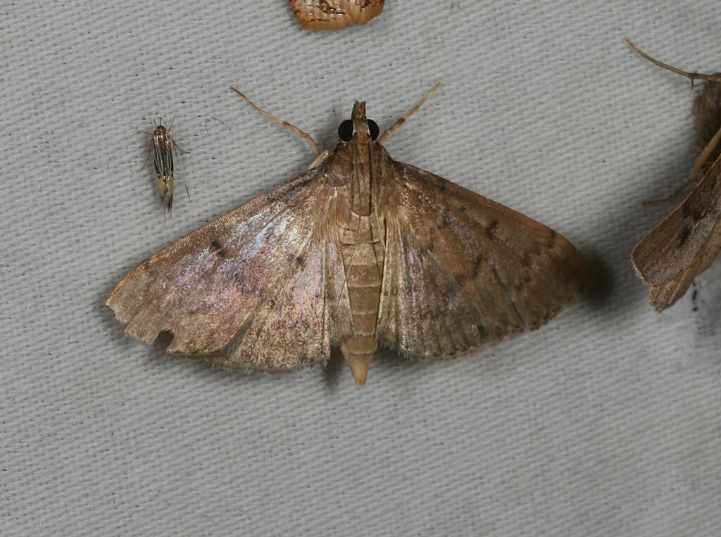 Grass Webworm Moth from Mission River QLD 4874, Australia on April 9 ...