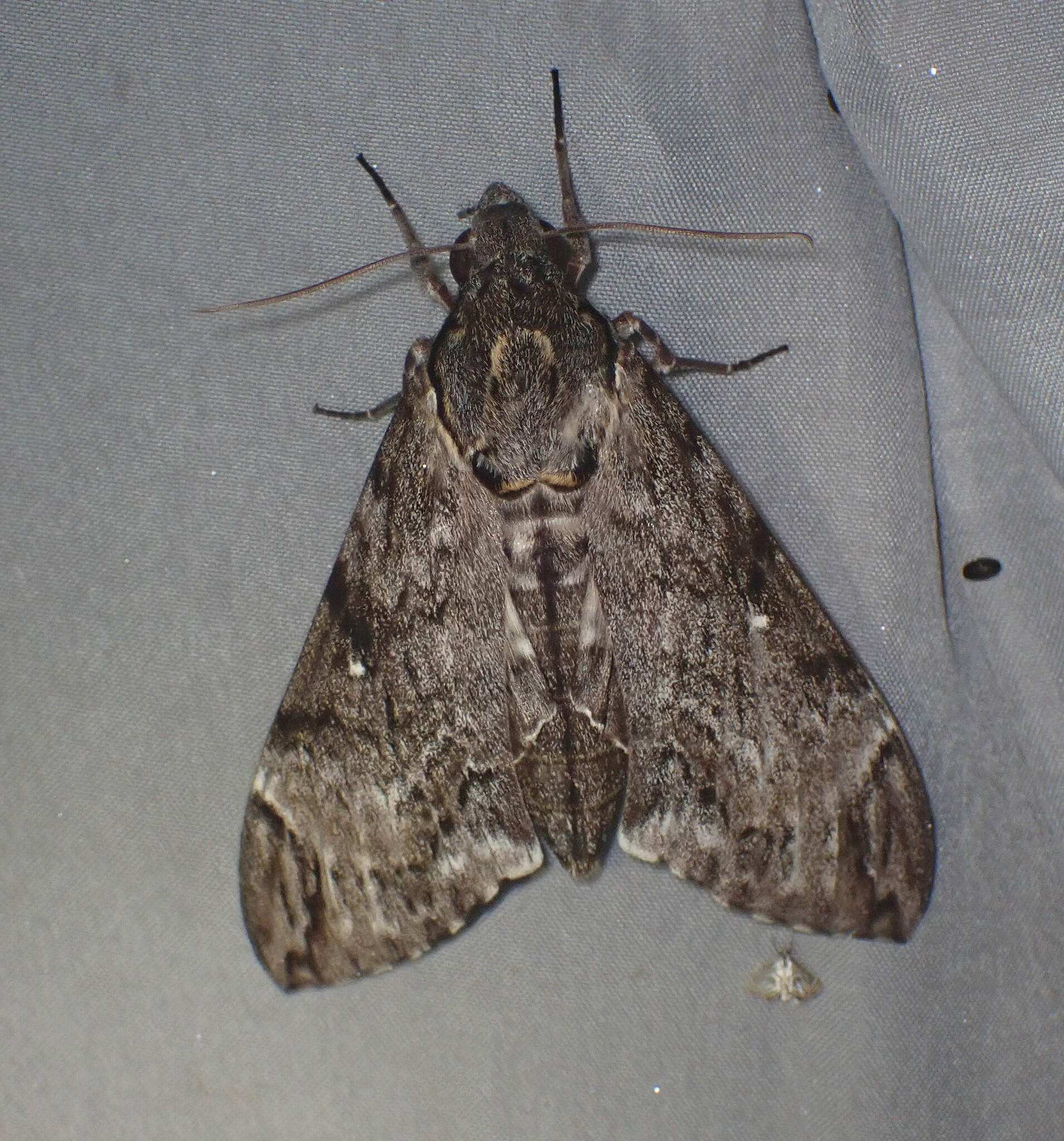 Psilogramma menephron Cramer, 1780