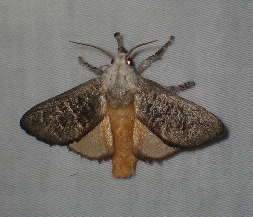 Scopelodes nitens · iNaturalist