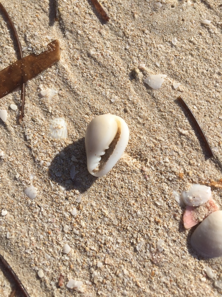Prunum labiatum from Calle 4, Chicxulub Puerto, YUC, MX on April 09 ...