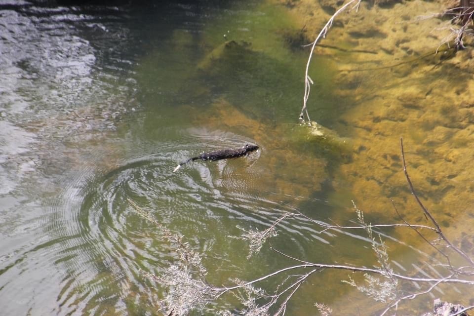 Rakali in April 2023 by jnrclawrie · iNaturalist