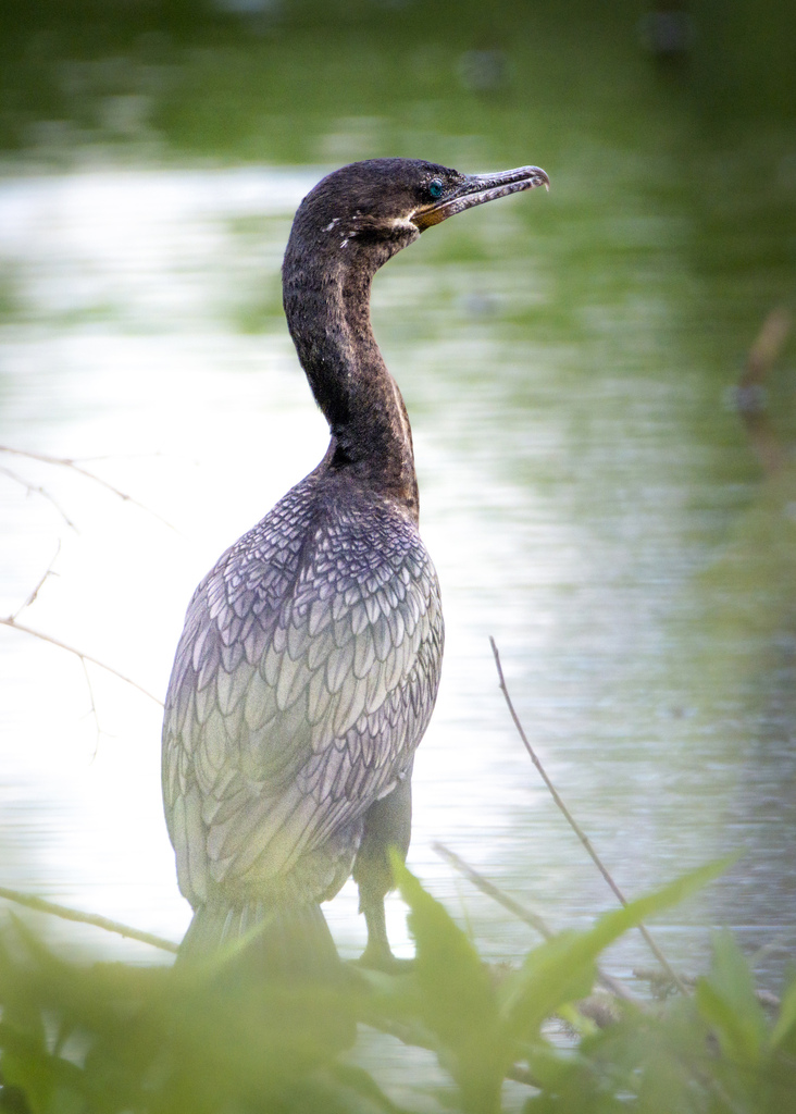 Neotropic Cormorant from Shadow Creek Ranch, Pearland, TX, USA on April ...