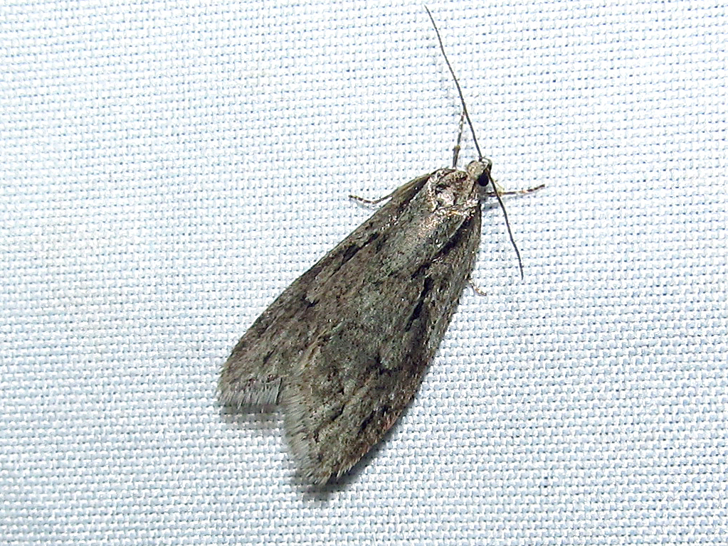 Aurora Flatbody Moth from Washington County, PA, USA on April 04, 2023 ...