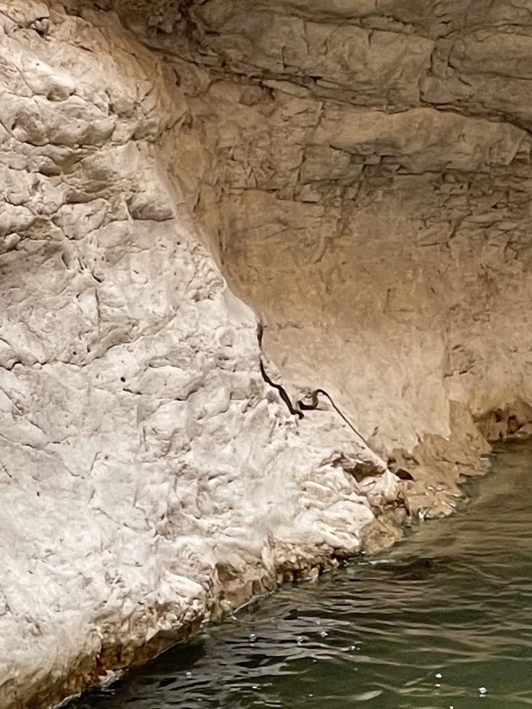 Snakes from Muscat, OM on April 12, 2023 at 09:59 AM by bribear ...