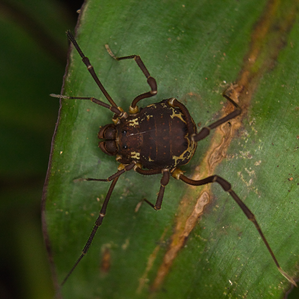 Cynorta goodnighti from Km. 30 carretera Catemaco Montepio, Tuxtla ...