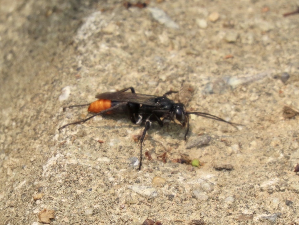 Tachypompilus analis (Fabricius, 1781)