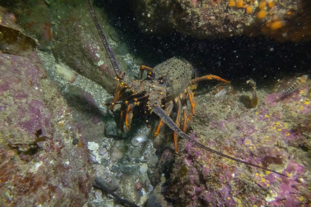 Southern Rock Lobster from Auckland, New Zealand on 13 April, 2023 at ...