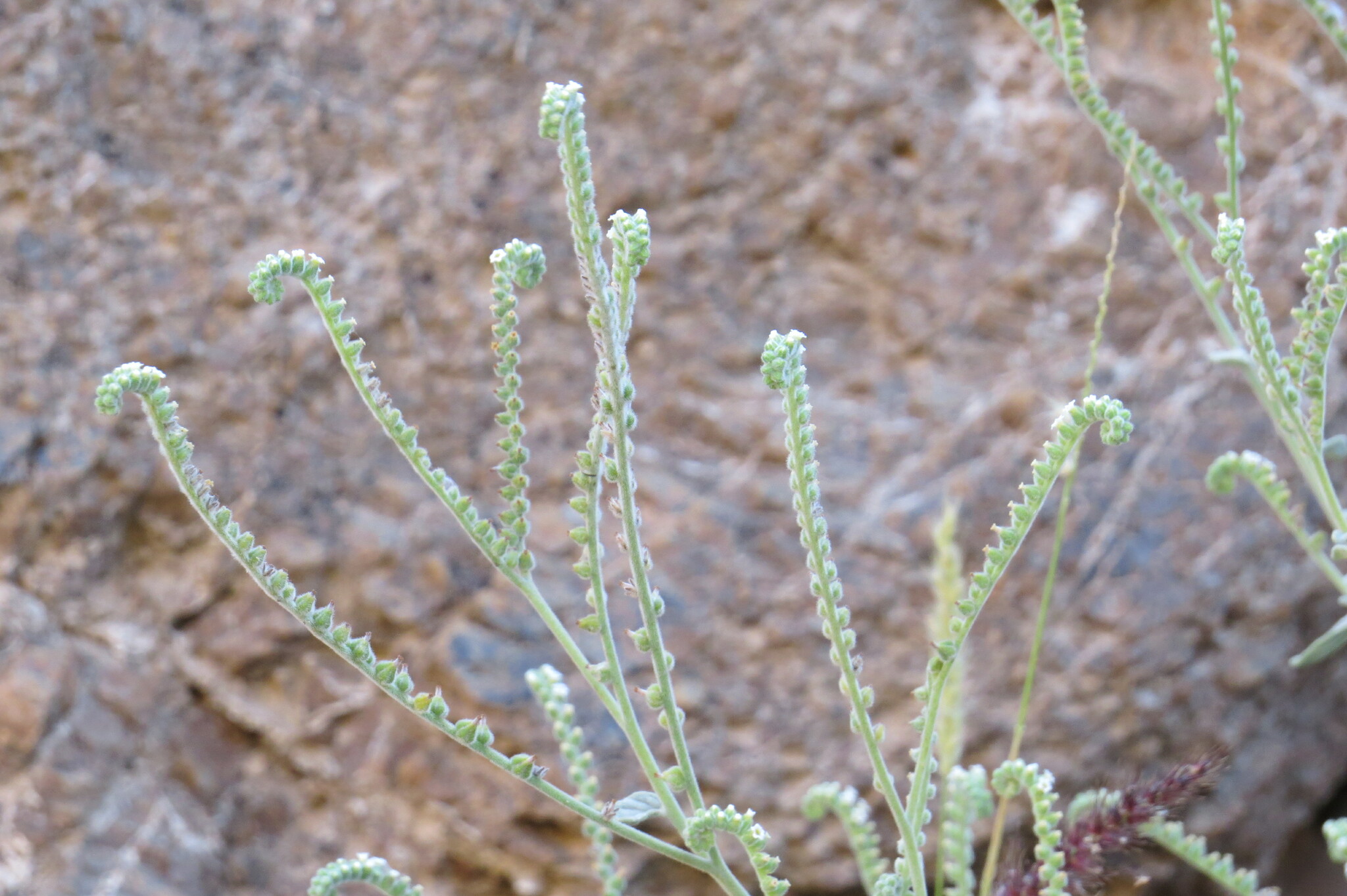 Echiochilon persicum (Burm.fil.) I.M.Johnst.
