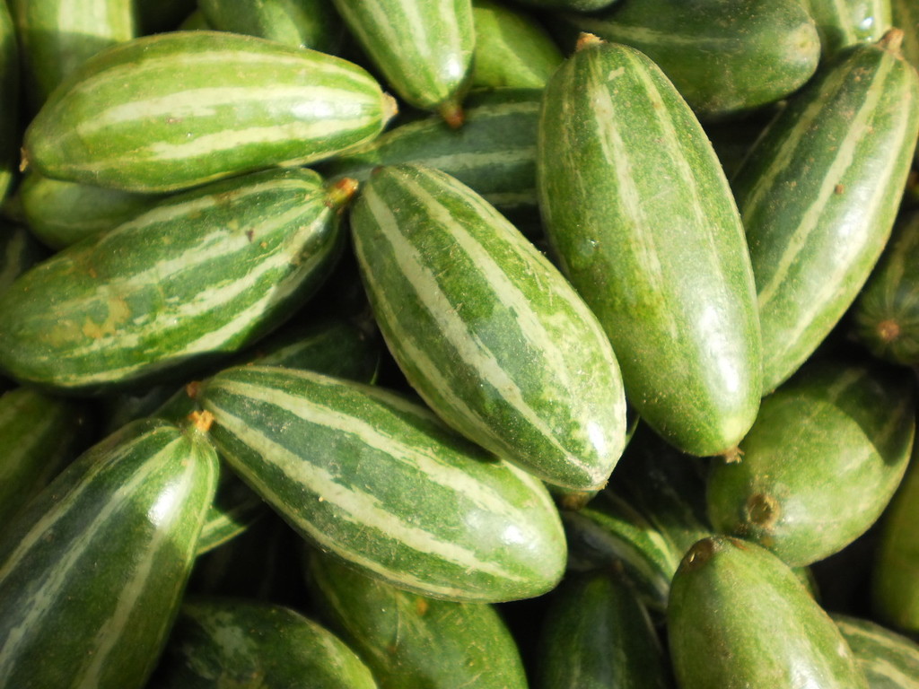 Pointed Gourd (Trichosanthes dioica) - Botanical Realm