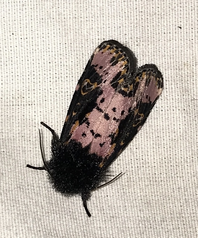 Spanish Moth from Hog Hammock, Georgia, Georgia 31327, USA on April 13 ...