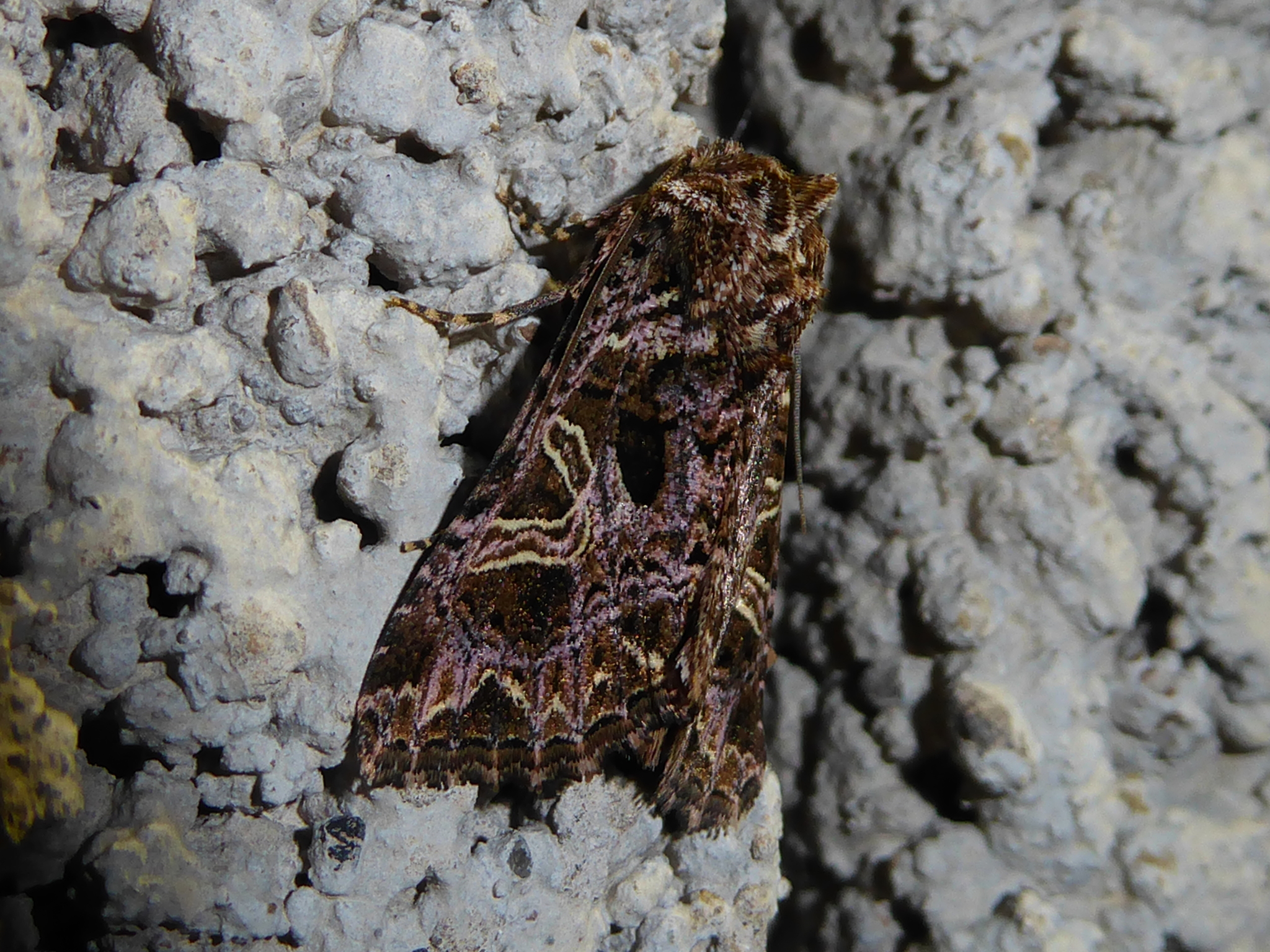 Sideridis rivularis Fabricius, 1775