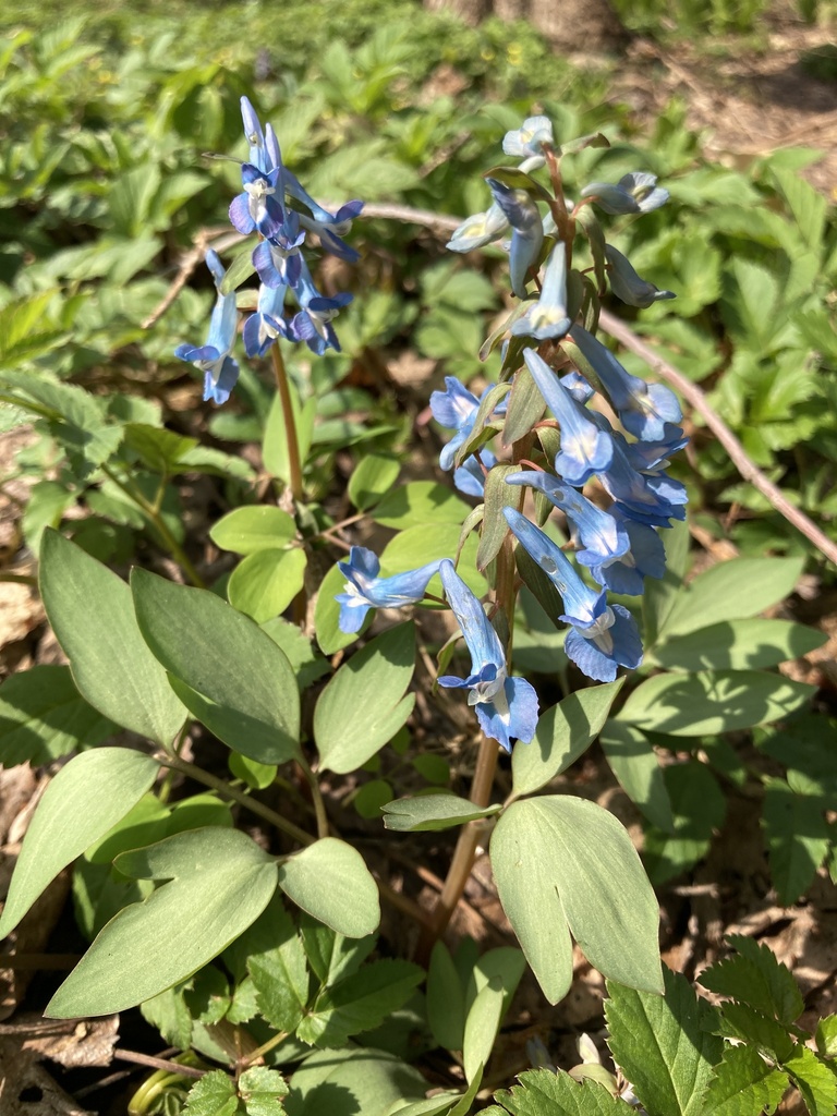 Corydalis fumariifolia azurea from 北海道大学 札幌キャンパス, 札幌市北区, 北海道, JP on ...