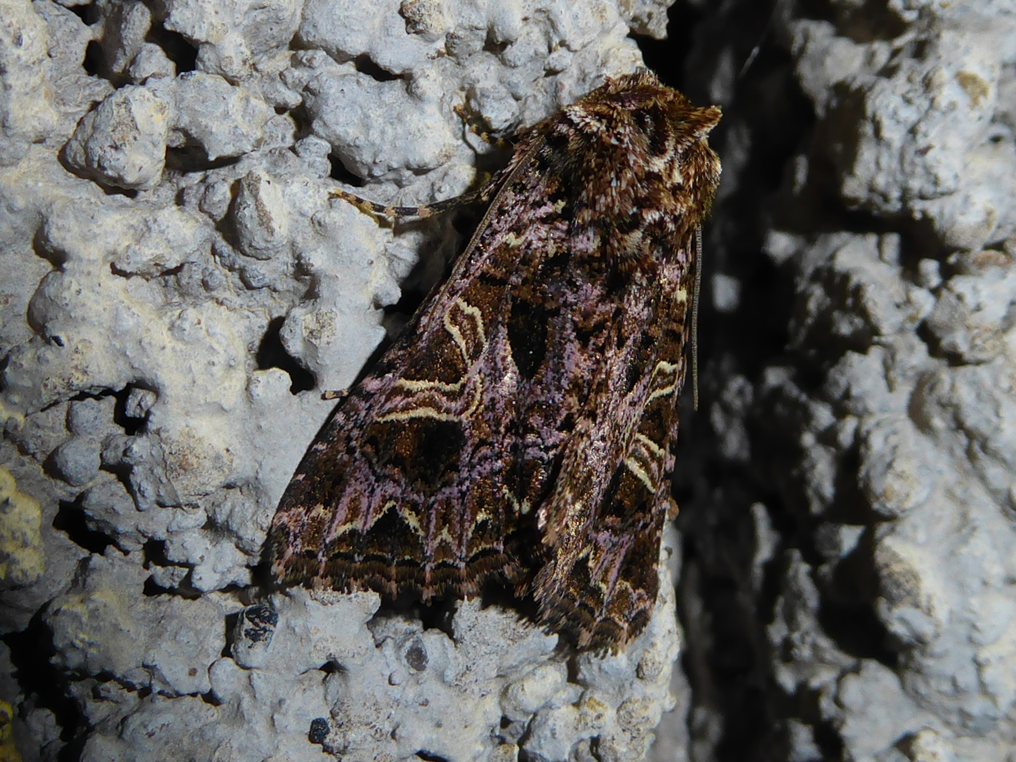 Sideridis rivularis Fabricius, 1775