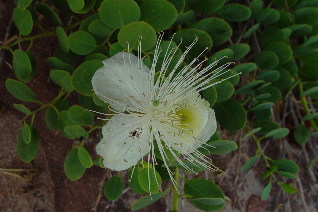 Caper Bush from Kalbarri National Park WA 6536, Australia on April 15 ...