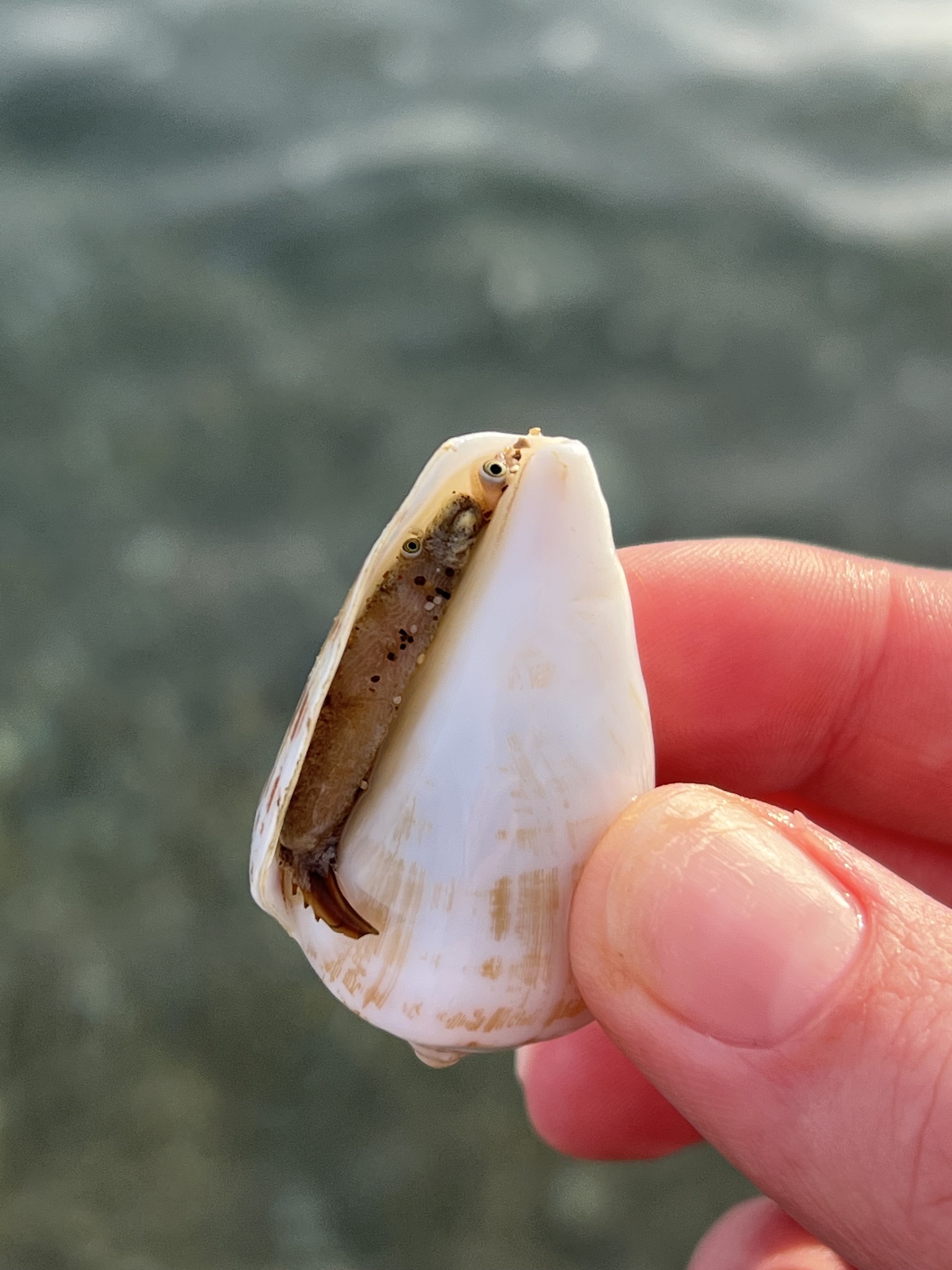 Conomurex persicus (Swainson, 1821)