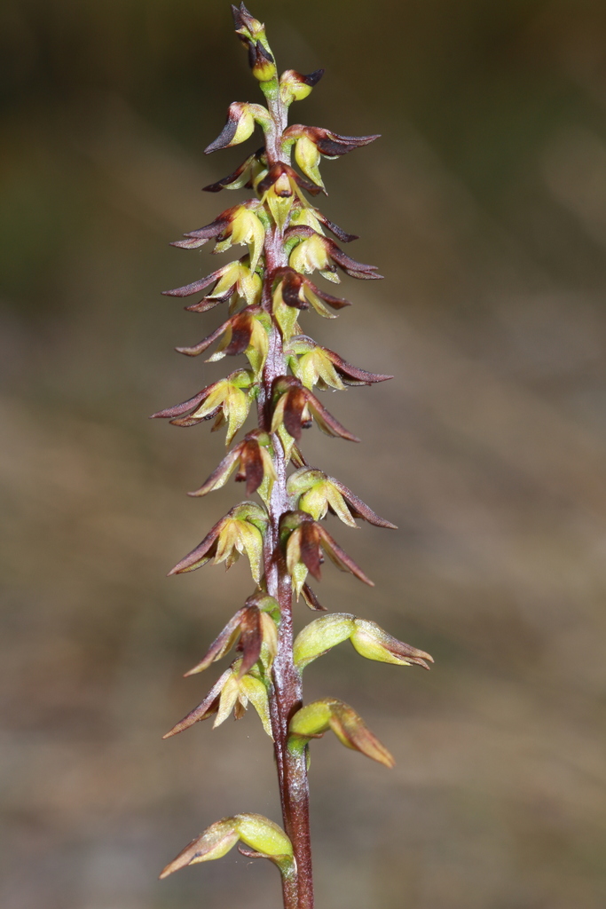 Genoplesium littorale in April 2023 by Robert Humphries (Sydney ...