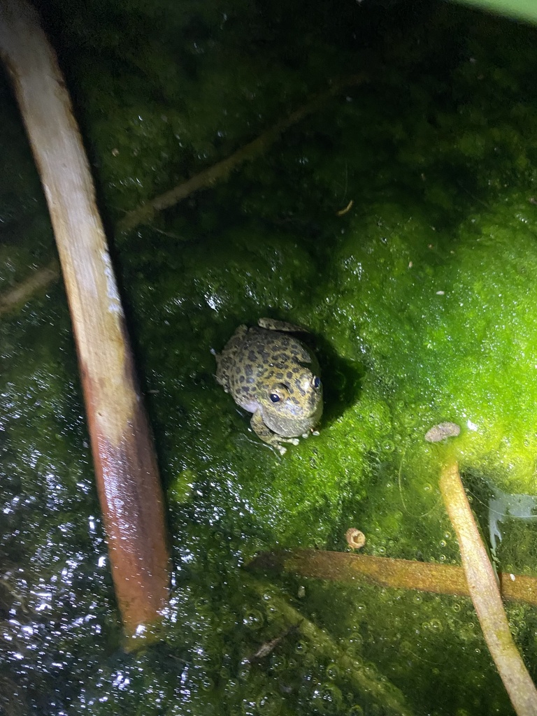 California Tree Frog in April 2023 by Molly Bahr · iNaturalist