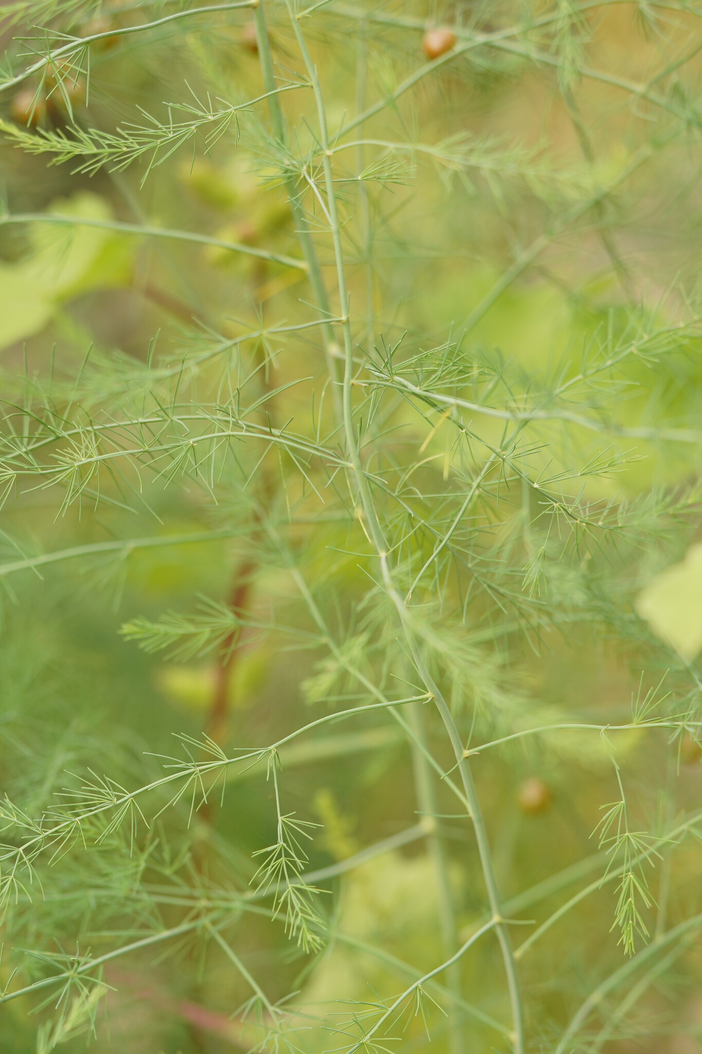 Asparagus officinalis L.