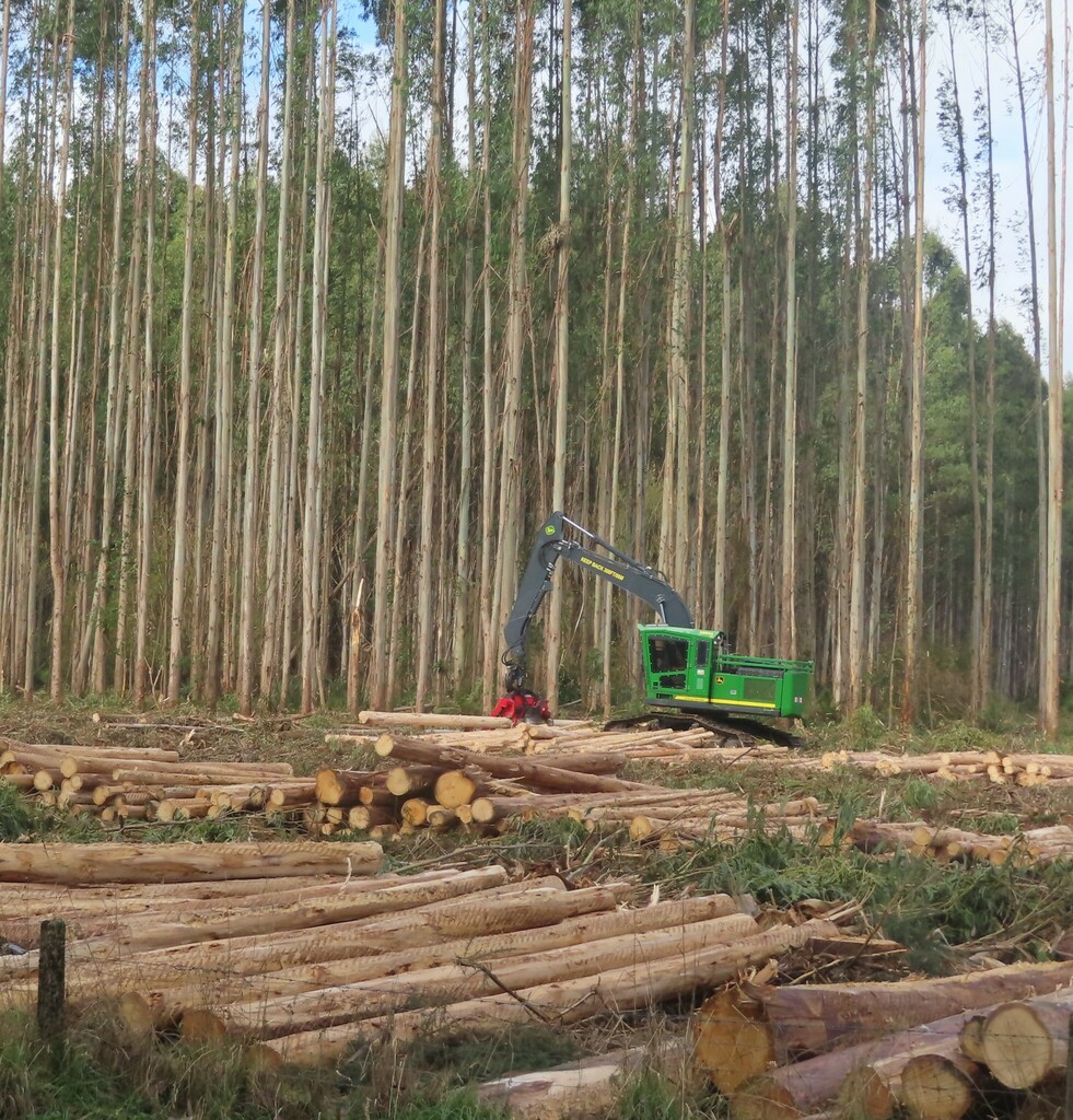 Shining Gum from Mokoreta 9892, New Zealand on April 13, 2023 at 03:21 ...