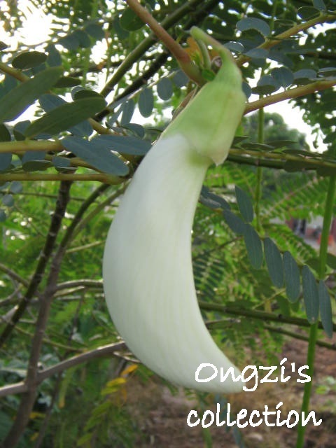Agati (Sesbania grandiflora) - Botanical Realm