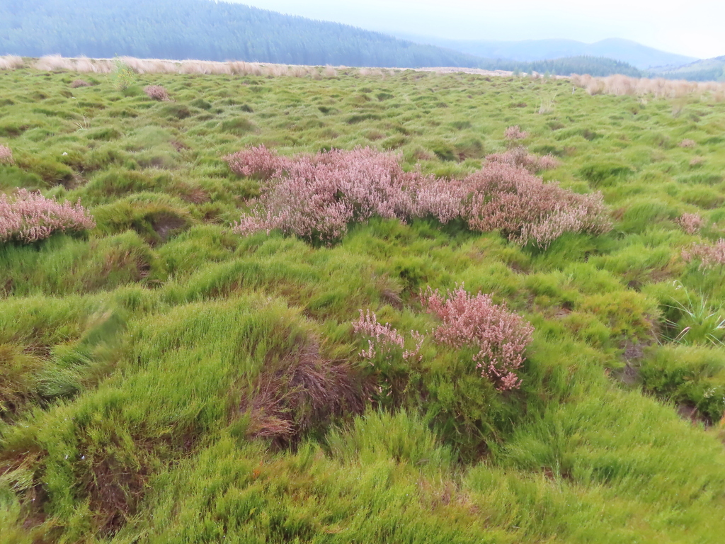 common heather from Hokonui Hills, New Zealand on April 13, 2023 at 11: ...