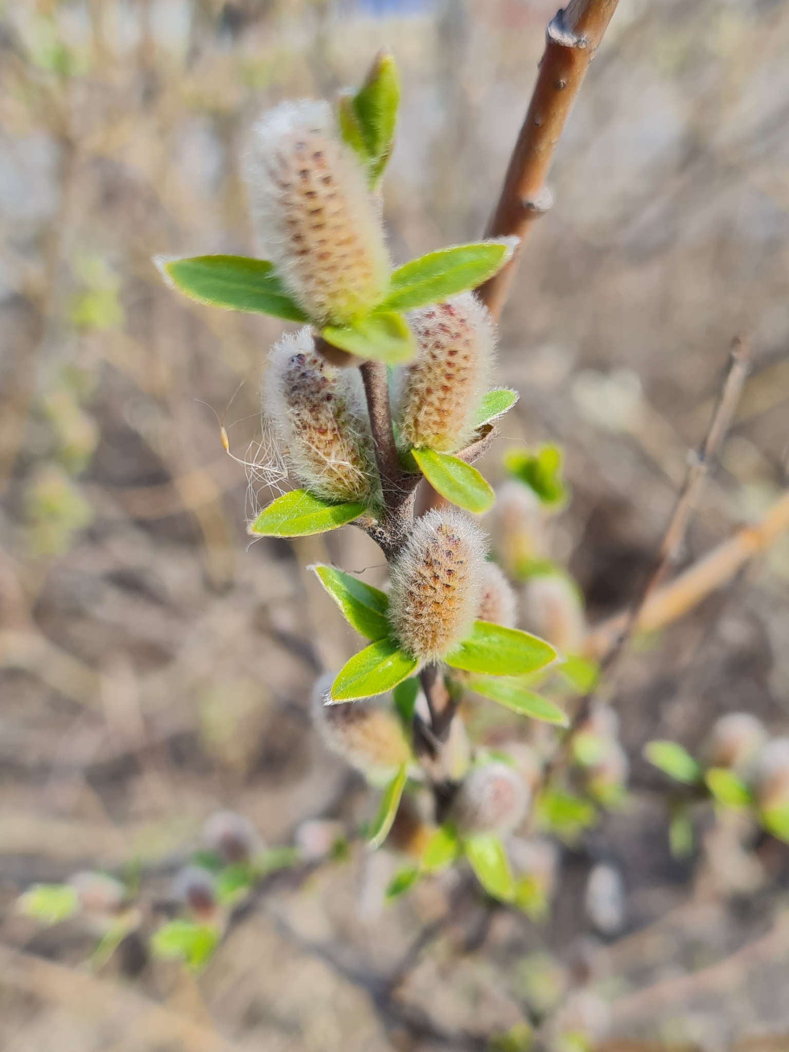 Salix myrsinifolia Salisb.
