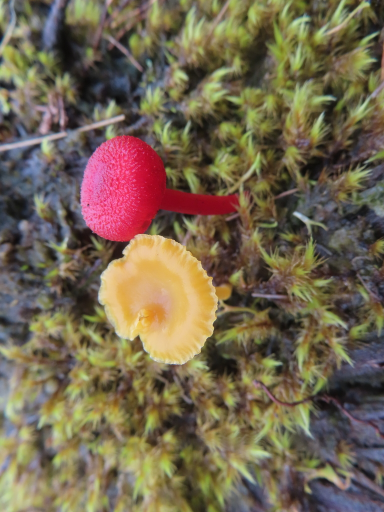 Vermilion Waxcap from Tahakopa Valley, New Zealand on April 13, 2023 at ...