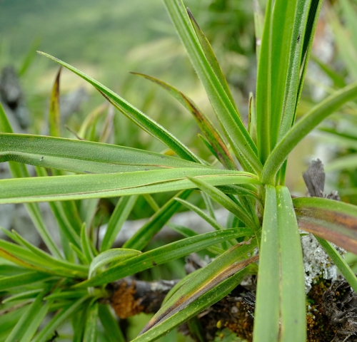 Xerophyta trichophylla · iNaturalist