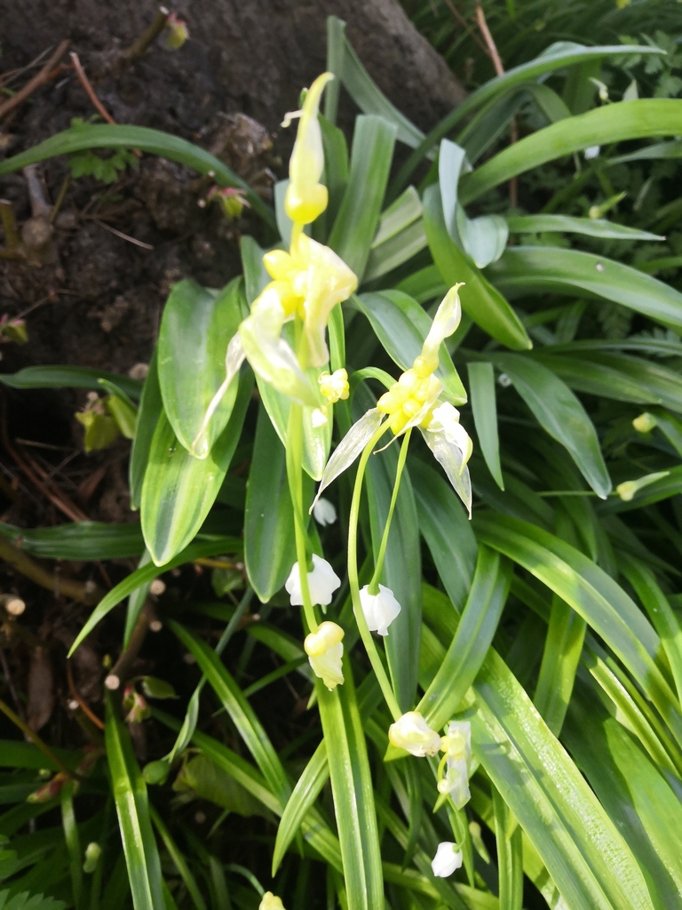 Few-flowered Leek from Suffolk, England, GB on April 13, 2023 at 09:36 ...