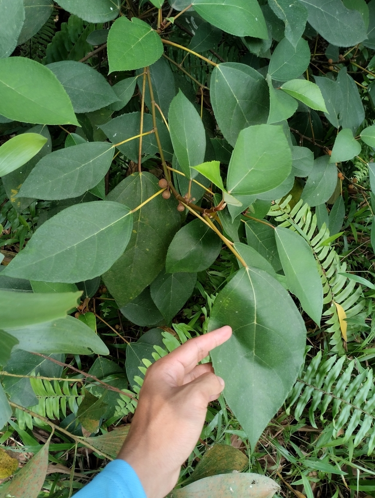 White-leaved fig from 47000, Selangor, Malaysia on April 13, 2023 at 01:57 PM by Akmal Idham ...