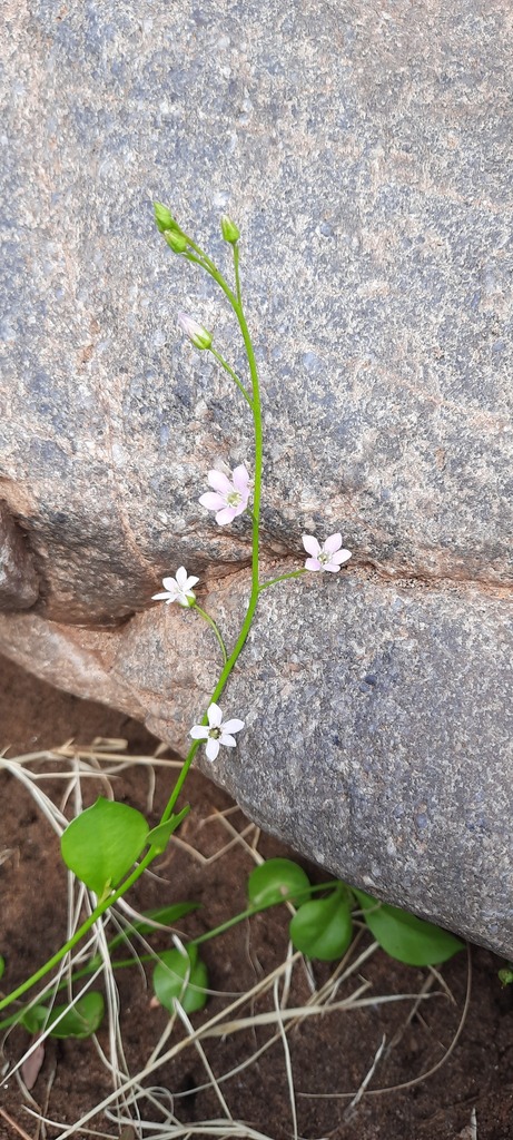Samolus eremaeus from Hale NT 0872, Australia on October 08, 2022 at 01 ...