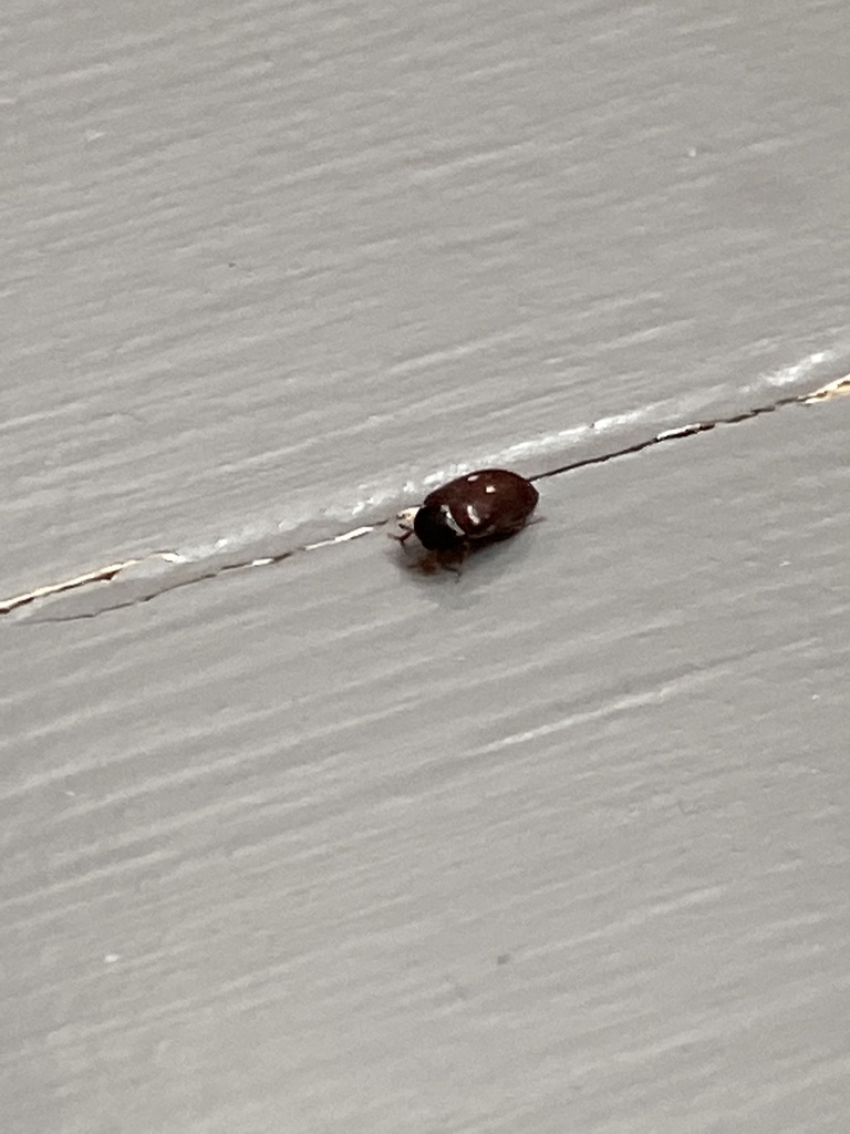 Two-spotted Carpet-beetle in April 2023 by mandariinisorsa · iNaturalist