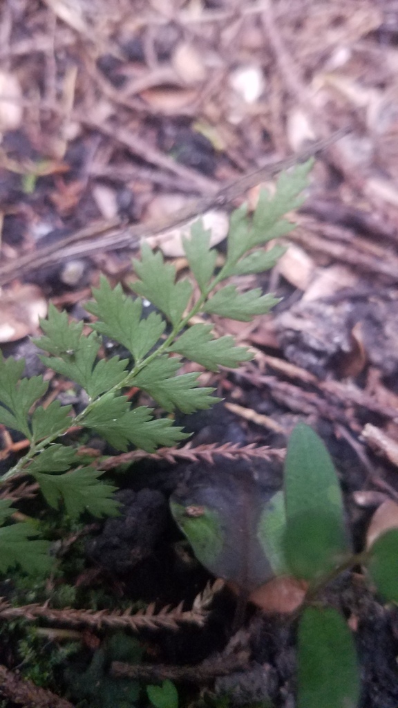 shield ferns from Springfield, New Zealand on March 25, 2023 at 11:46 ...
