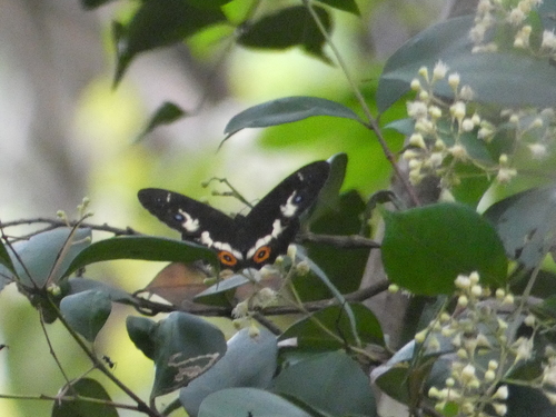 Subspecies Tisiphone abeona regalis · iNaturalist