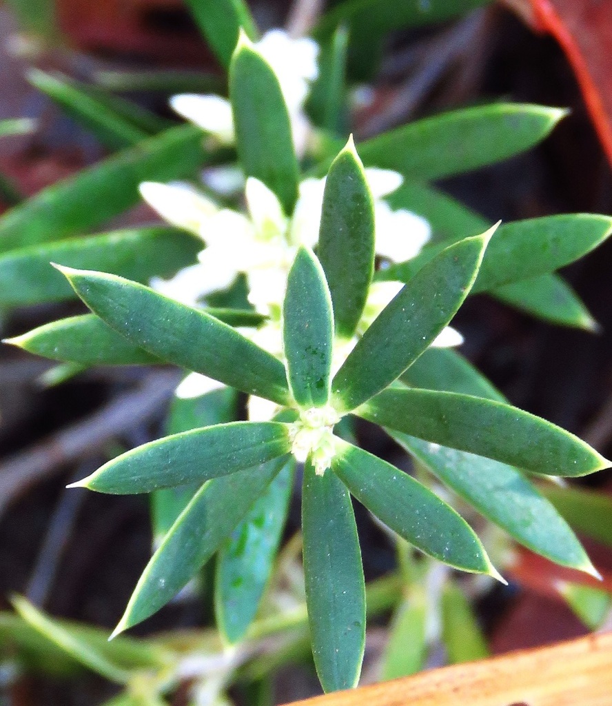 Styphelia erubescens from Yellagonga Regional Park WA, Australia on ...