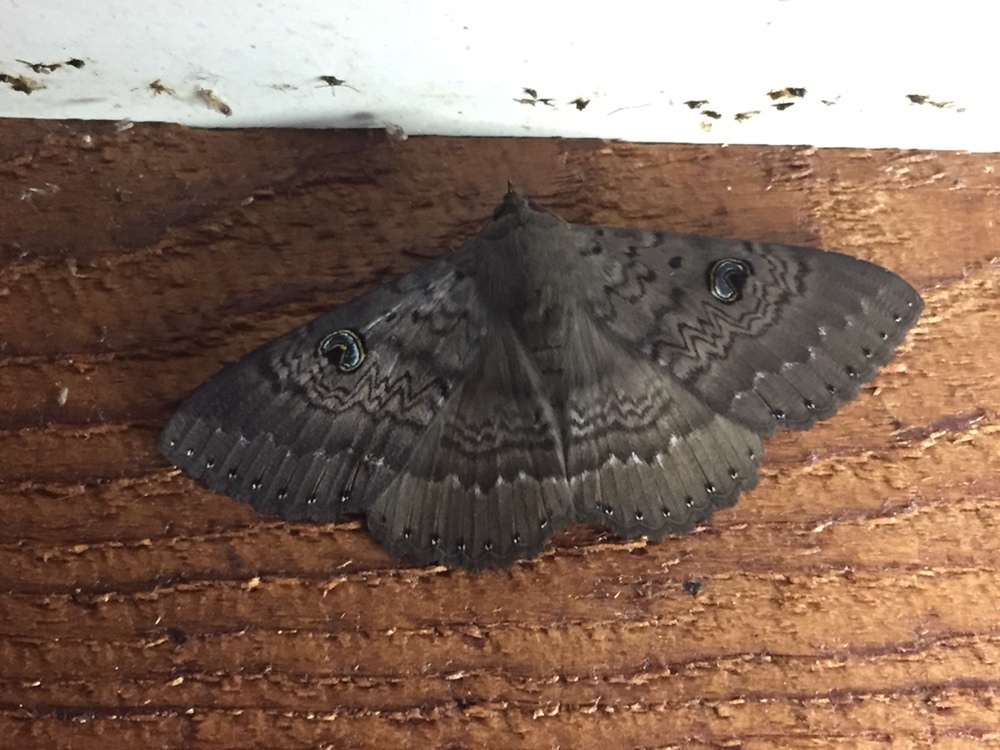 Northern wattle moth from Auckland, New Zealand on April 13, 2023 at 09 ...