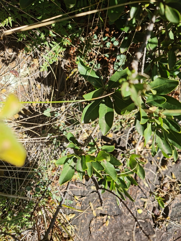 Brittlewood from Merafong City Local Municipality, South Africa on ...