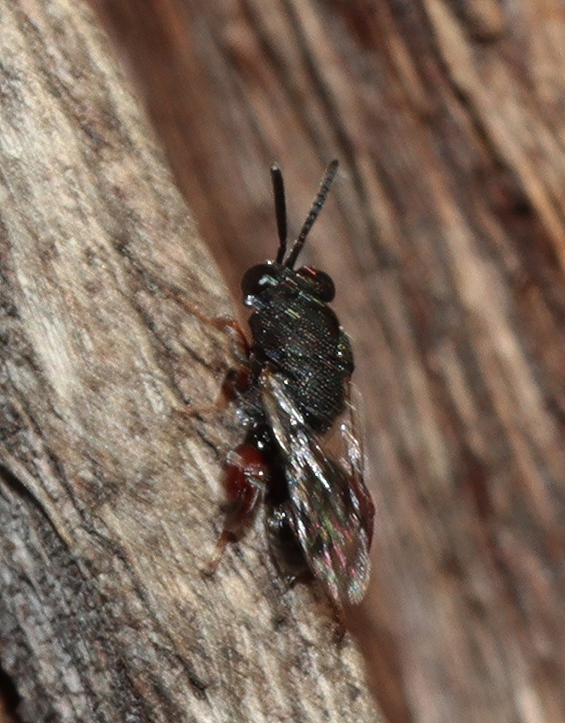 Chalcidid Wasps from Traralgon VIC 3844, Australia on April 13, 2023 at ...