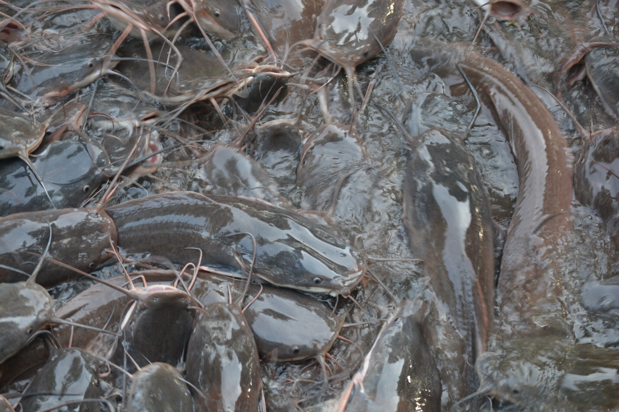 Clarias gariepinus (Burchell, 1822)