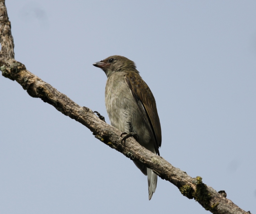 Indicator minor Stephens, 1815